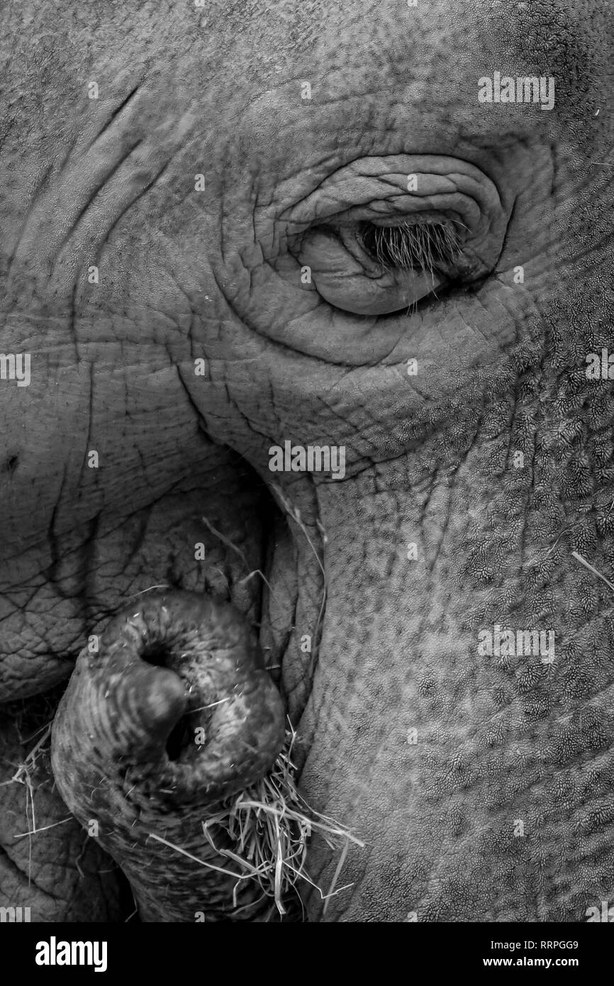 elephant skin texture background structure Stock Photo - Alamy