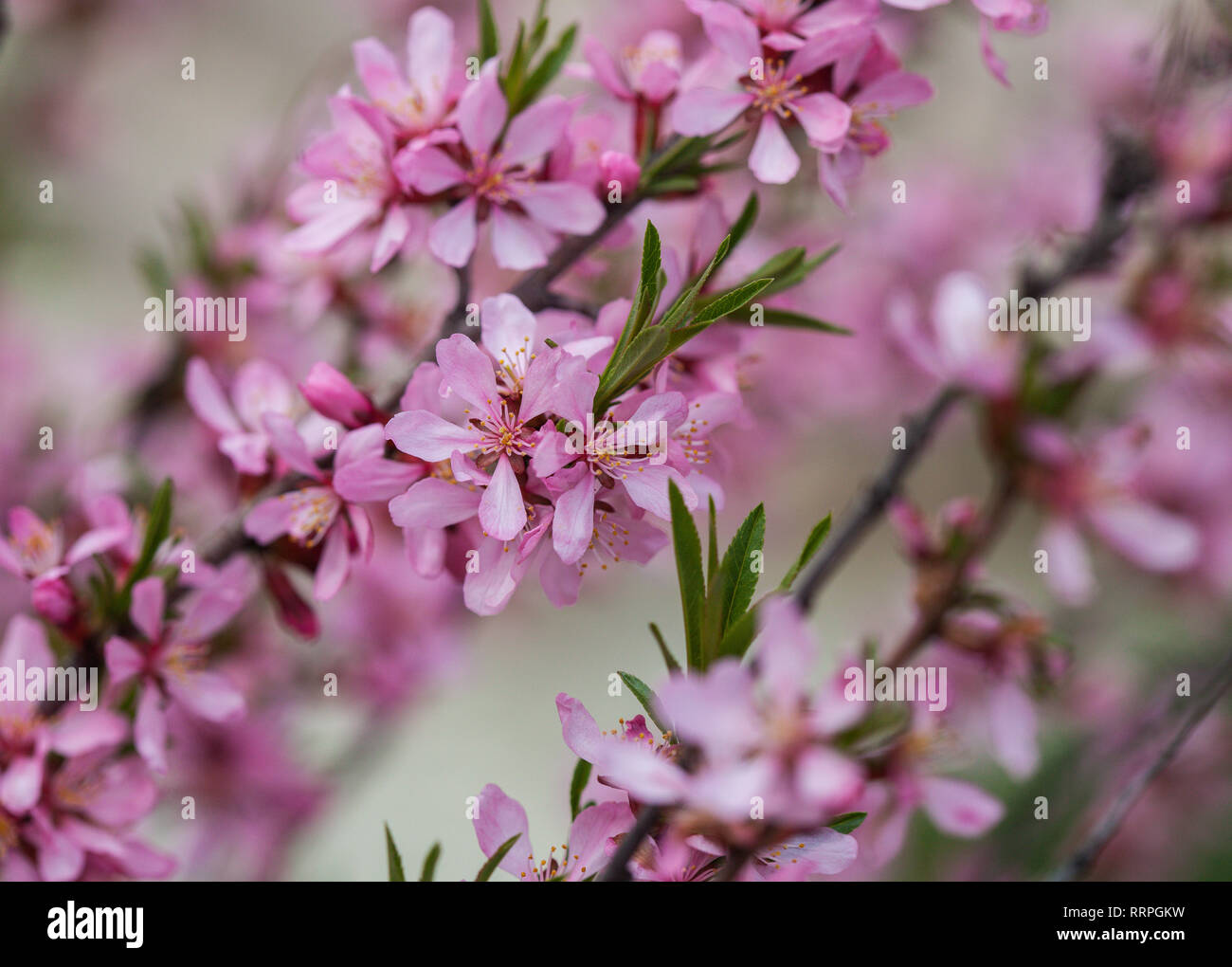 Blooming tree in spring with pink flowers. Cherry plum tree. Macro ...