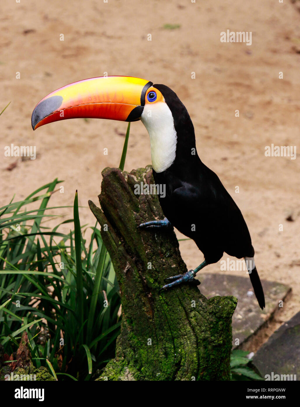 Close-up of the toco toucan Ramphastos toco.Brazil. Iguazu Stock Photo ...