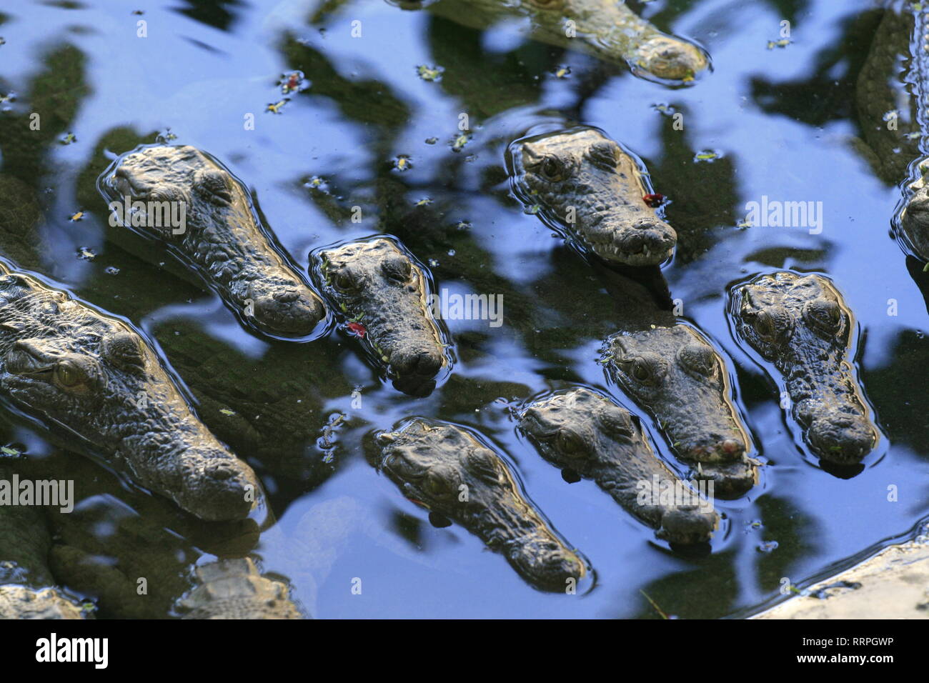 Nile crocodile baby hi-res stock photography and images - Alamy