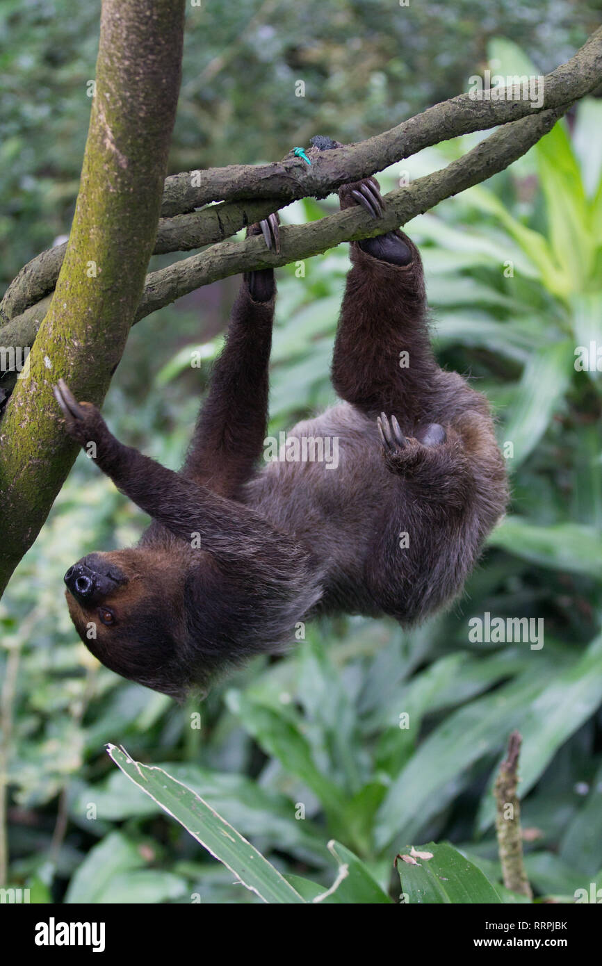 Closeup portrait of brown furry sloth with yellow eyes and a bright ...