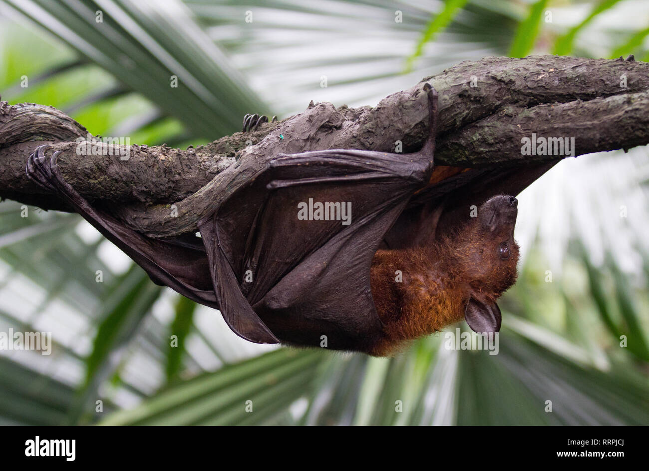 Large Malayan flying fox close-up portrait hanging upside down ...