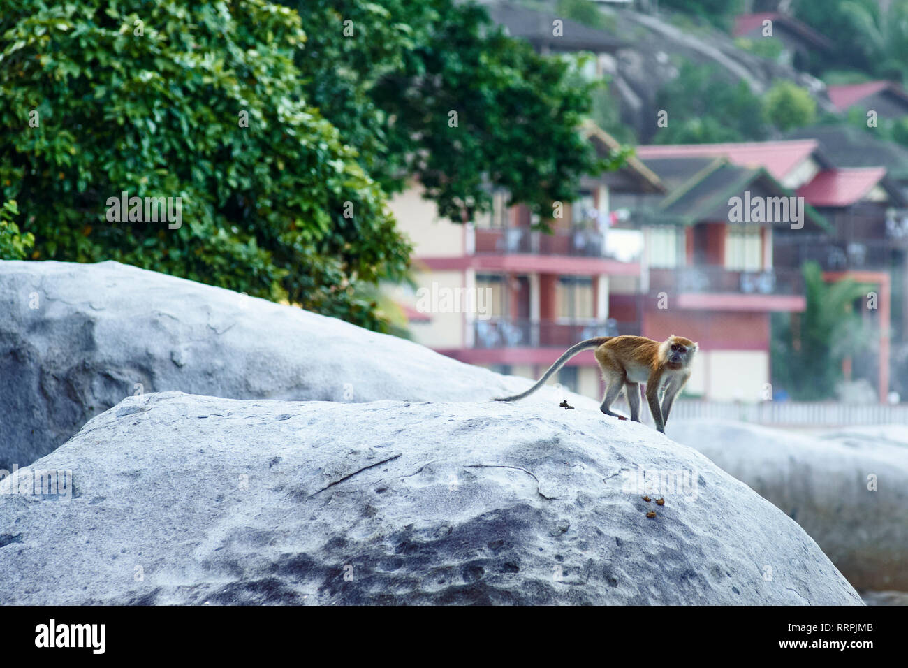 long-tailed macaque on a rock in Panuba bay on Tioman Island, Malaysia ...