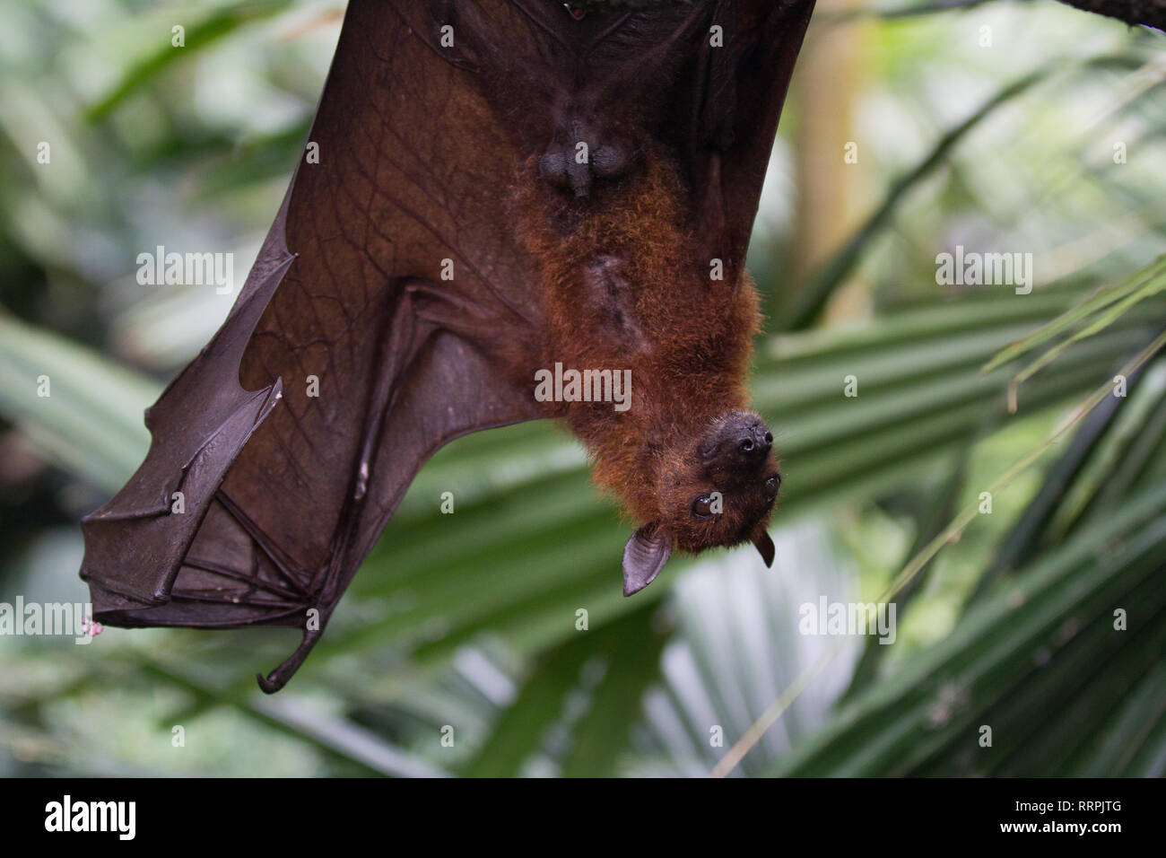 Large Malayan flying fox close-up portrait hanging upside down ...