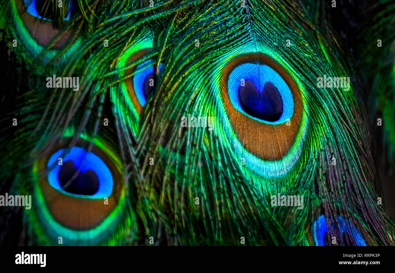 peacock feather closeup detail background macro Stock Photo - Alamy