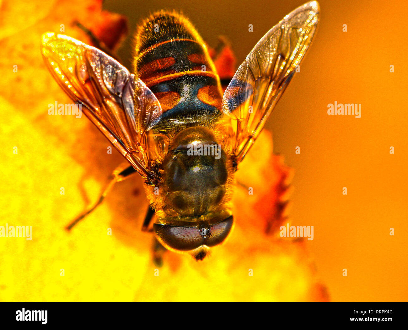 Fake animal hi-res stock photography and images - Alamy