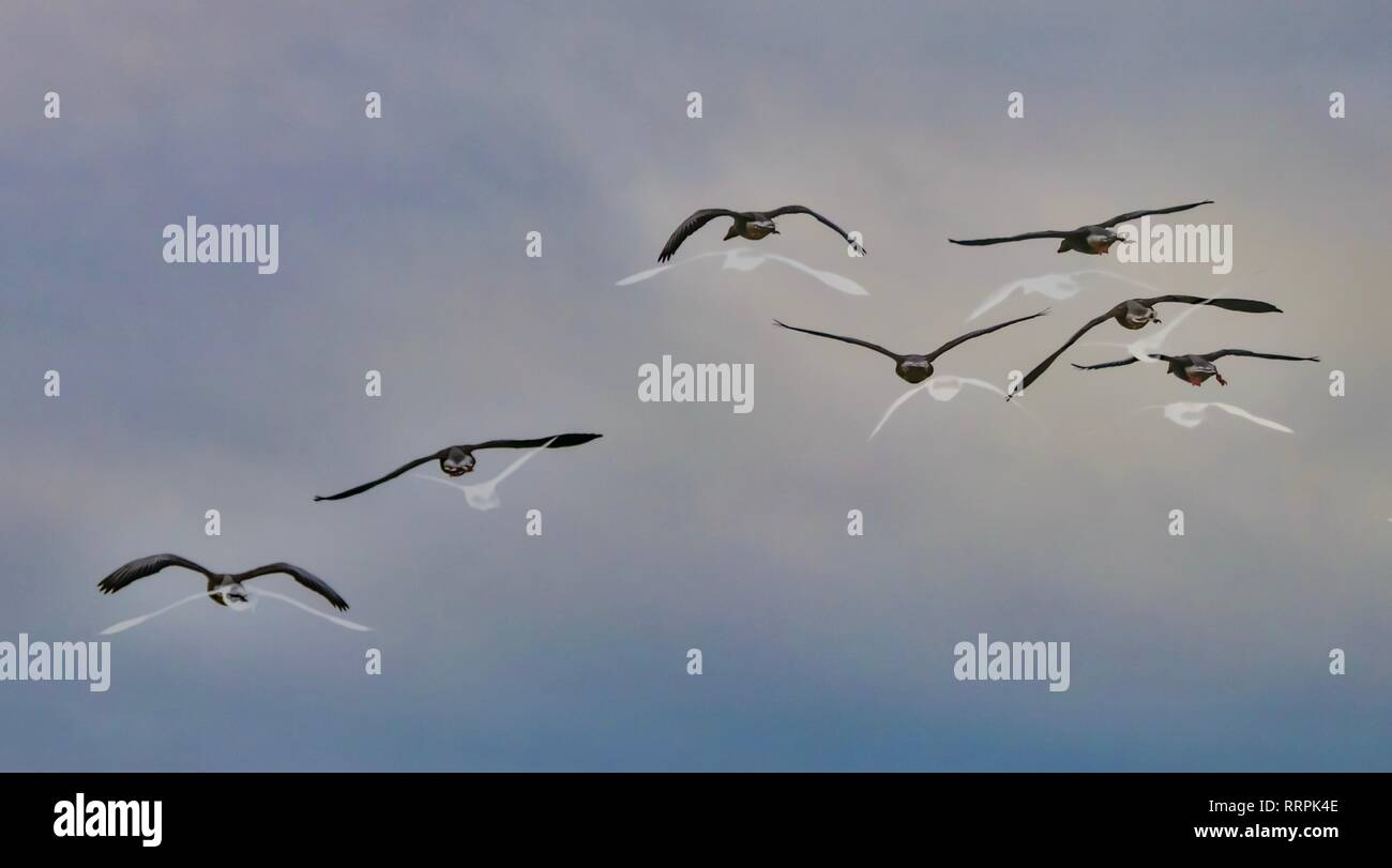 seven geese flying showing their way to destination. flight protocol ...