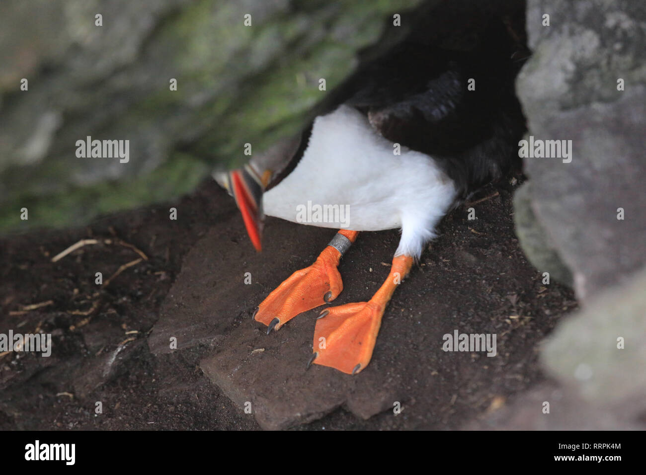small colourful atlantic bird peering out from its nest, wild atlantic ...