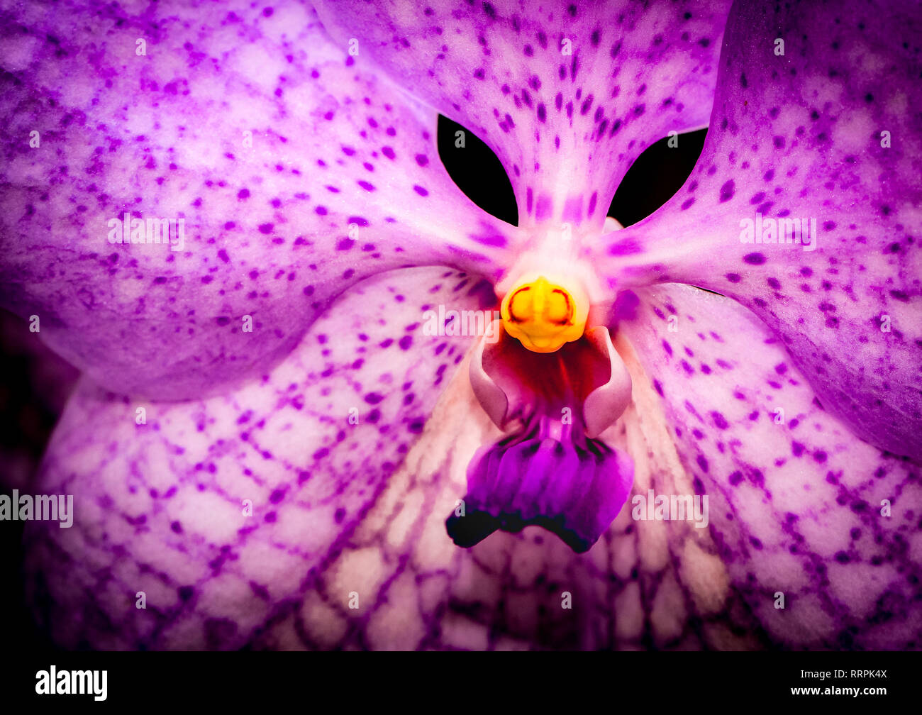 Plant with face and eyes hi-res stock photography and images - Alamy