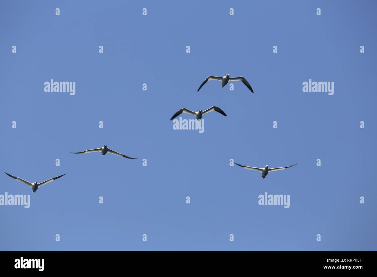 flock of large atlantic birds gliding against blue sky, wild atlantic ...