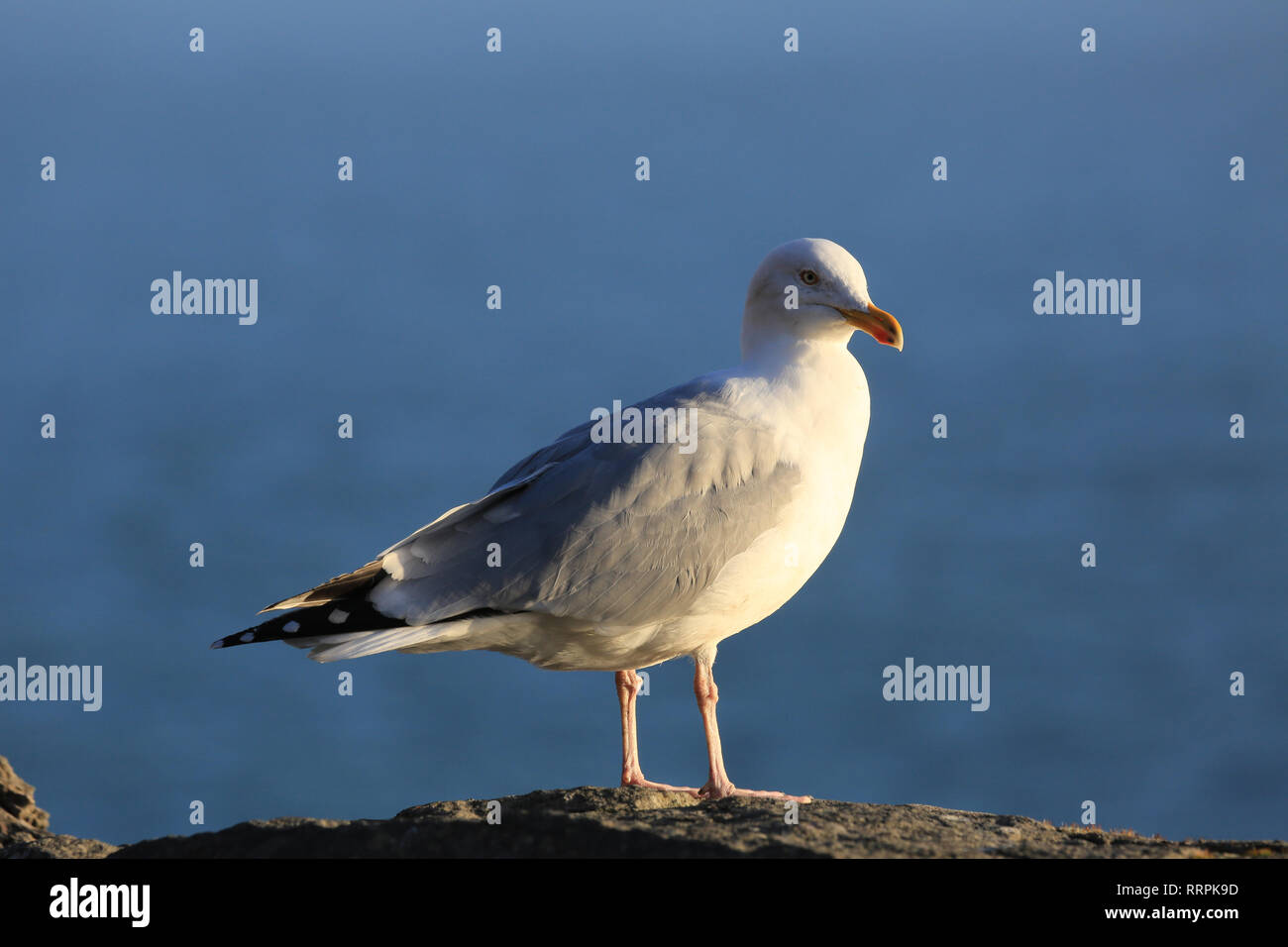 large white sea gull standing on sea wall wild atlantic way, county ...