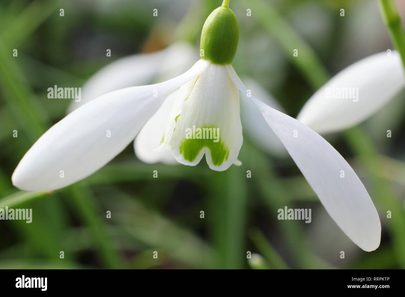 Galanthus magnet hi-res stock photography and images - Alamy