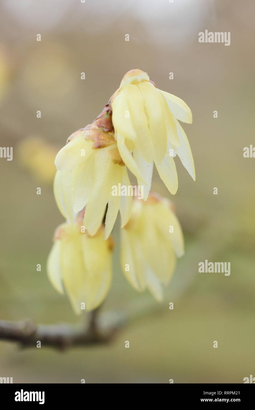 Chimonantus praecox 'Luteus'. Highly fragrant flowers of Wintersweet ...