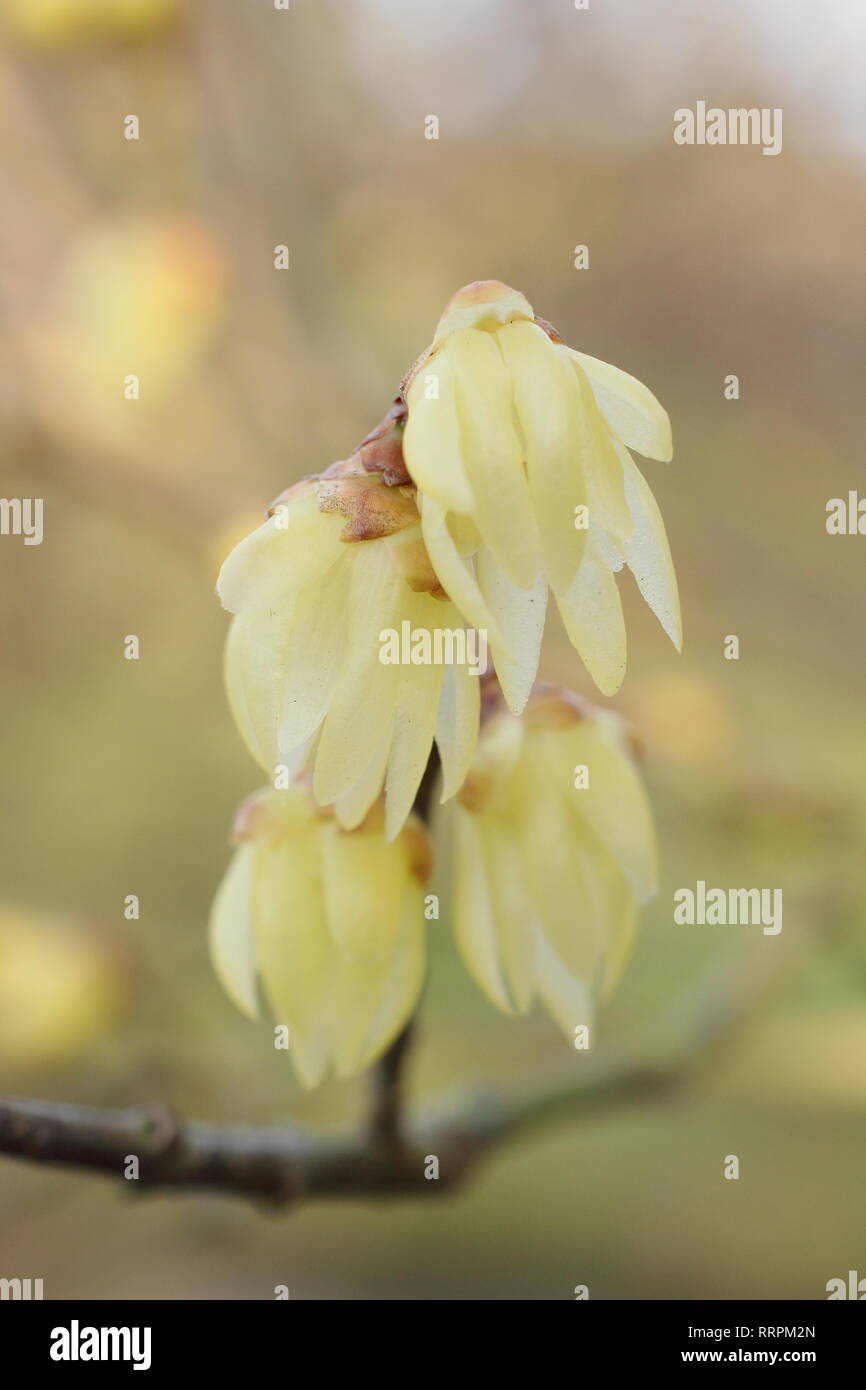Chimonantus praecox 'Luteus'. Highly fragrant flowers of Wintersweet ...