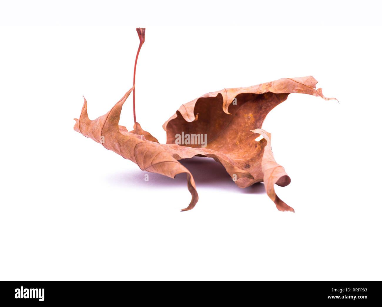 Dry tree leaf isolated on white Stock Photo - Alamy