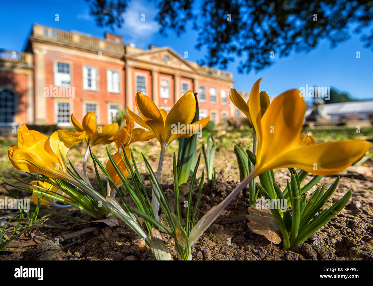 Crocuses growing in the ground of Colwick Hall Hotel in Nottingham ...