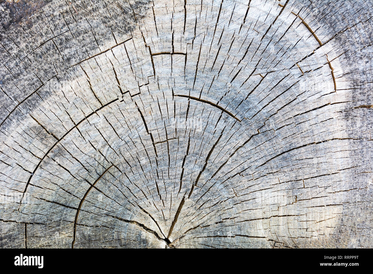 Top down cross section hi-res stock photography and images - Alamy