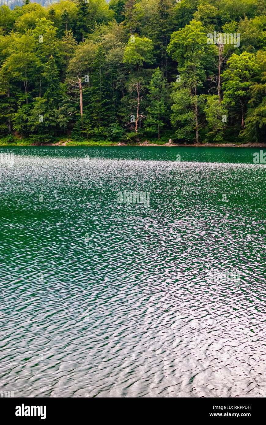 Mountain lake with thick forest waterline - River and thick forest ...
