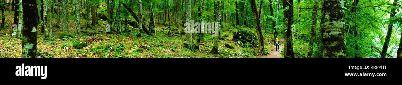 Ultra wide, extreme panorama of very old deep thick forest with person ...