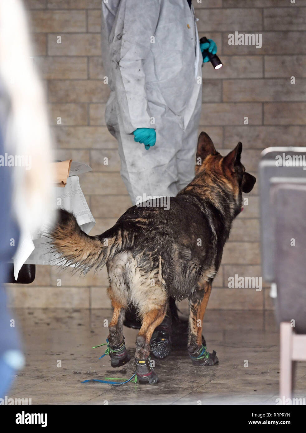 Police arson dog hi-res stock photography and images - Alamy