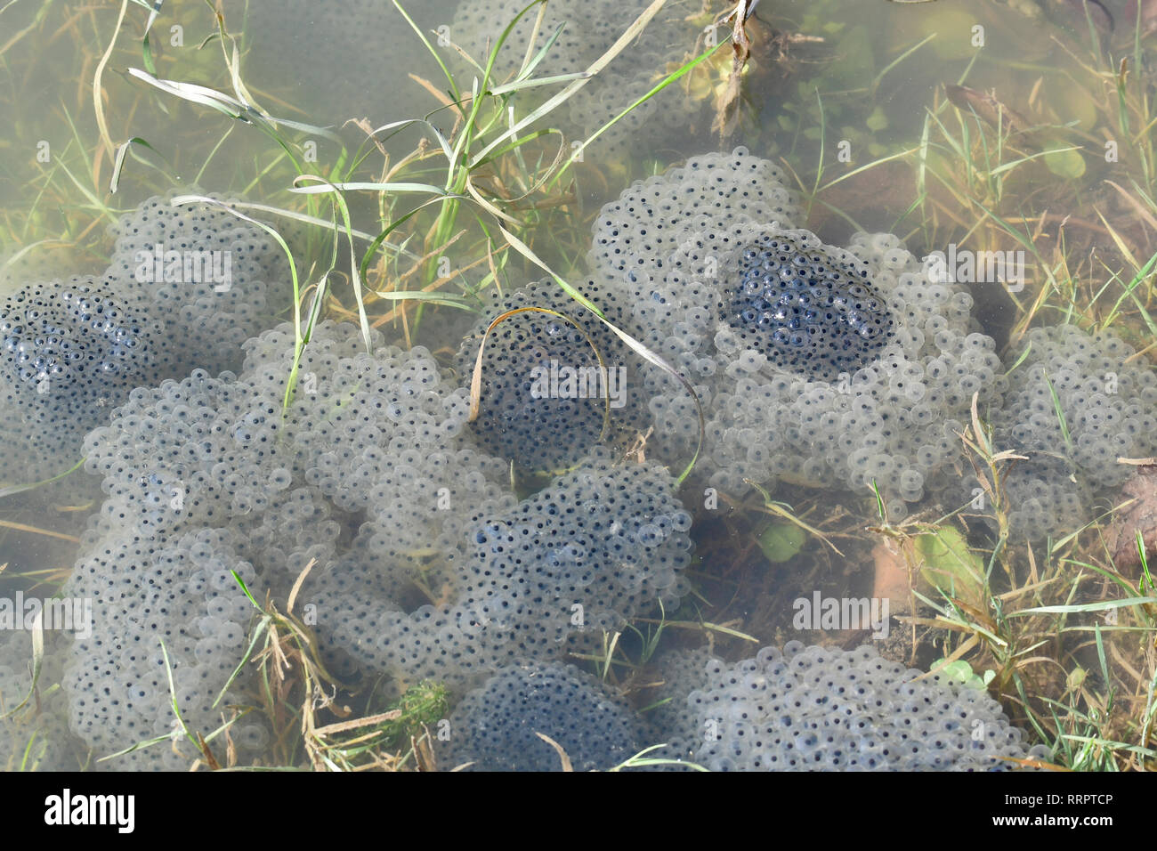 Bristol, UK. 26th Feb, 2019. UK Weather.Frogspawn early arrival in a ...