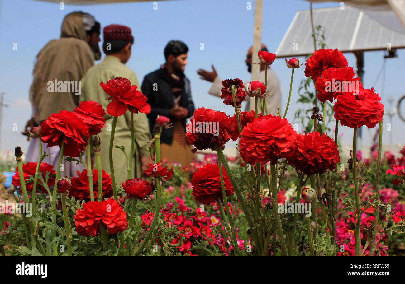 Kabul, Afghanistan. 25th Feb, 2019. Photo taken on Feb. 25, 2019 shows ...