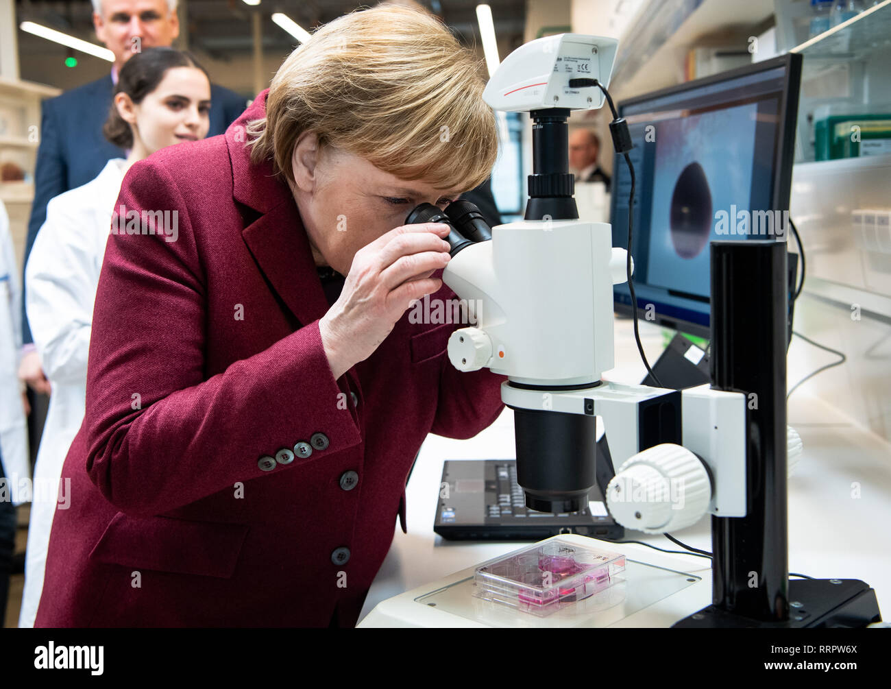 Merkel cells hi-res stock photography and images - Alamy