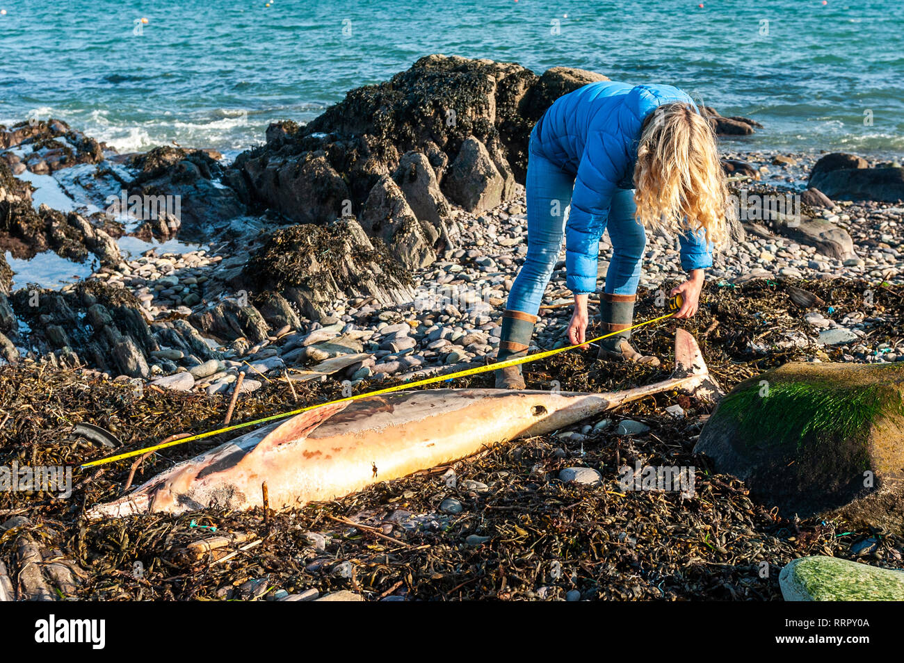 Schull, West Cork, Ireland. 26th Feb, 2019. A dead dolphin was found on ...