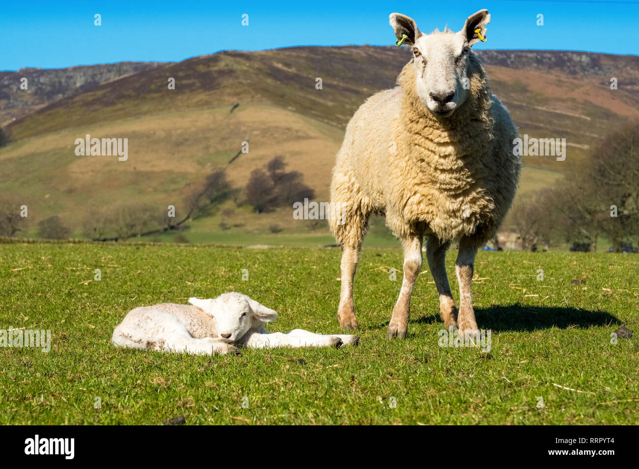 Border leicester sheep hi-res stock photography and images - Alamy
