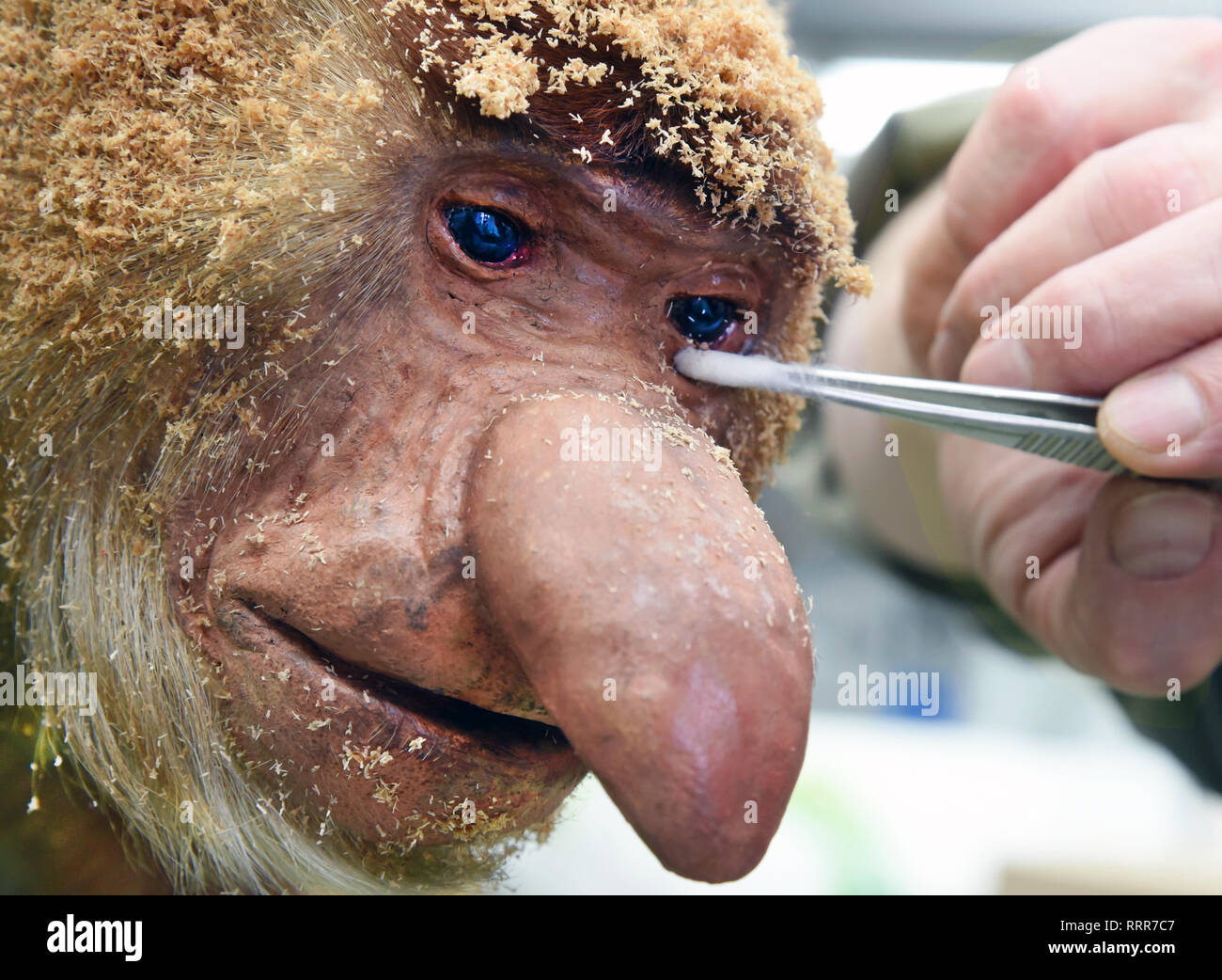 Down Syndrome Monkey Man Spoke To Apes In Their Own Language And Their