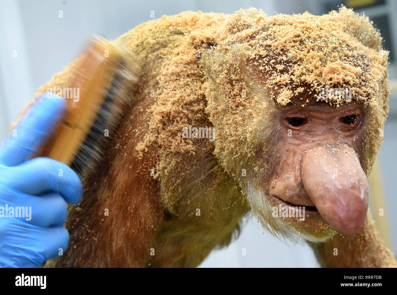 Tall monkey hi-res stock photography and images - Alamy