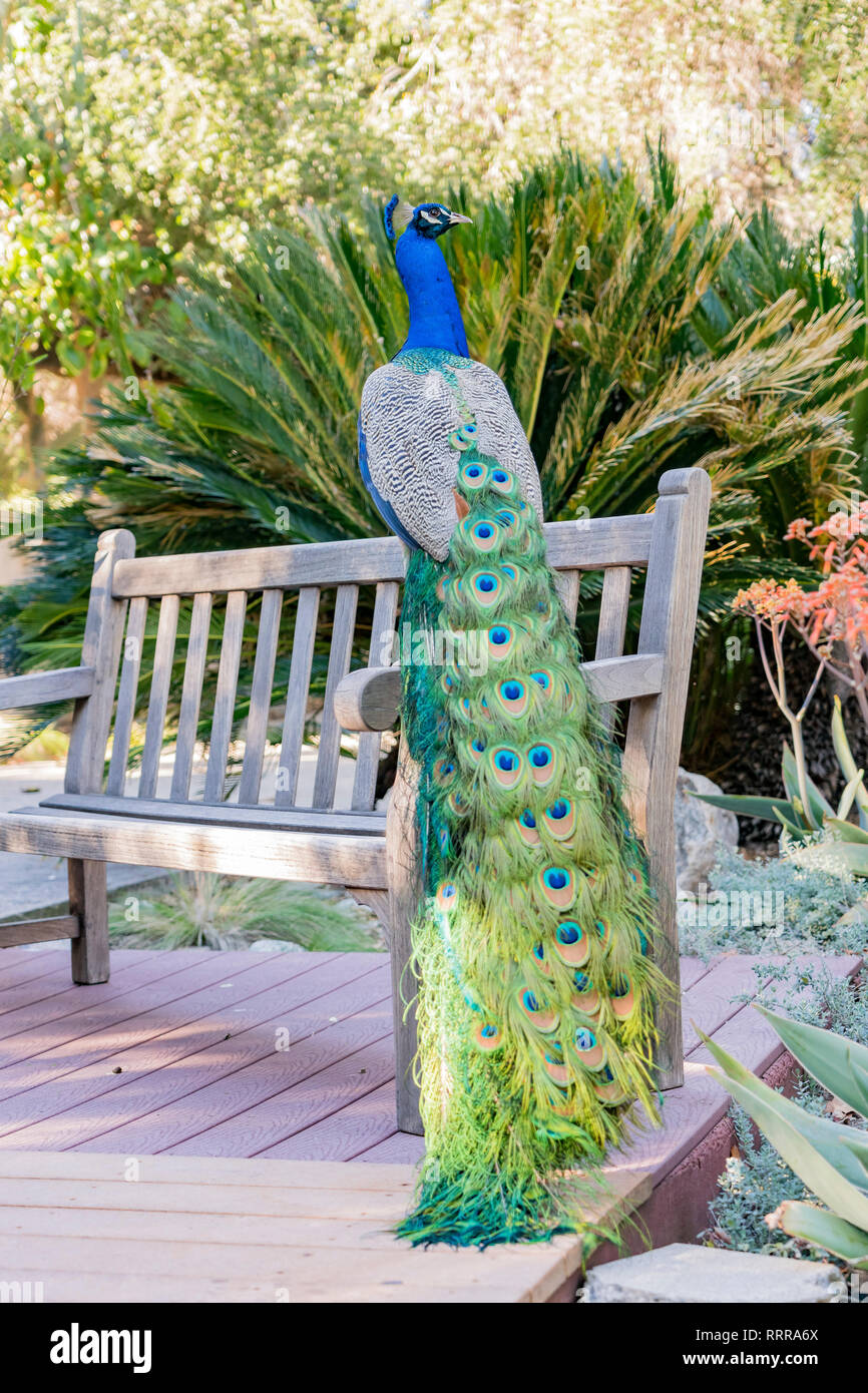 Peacock sitting in the forest at Los Angeles, California Stock Photo ...