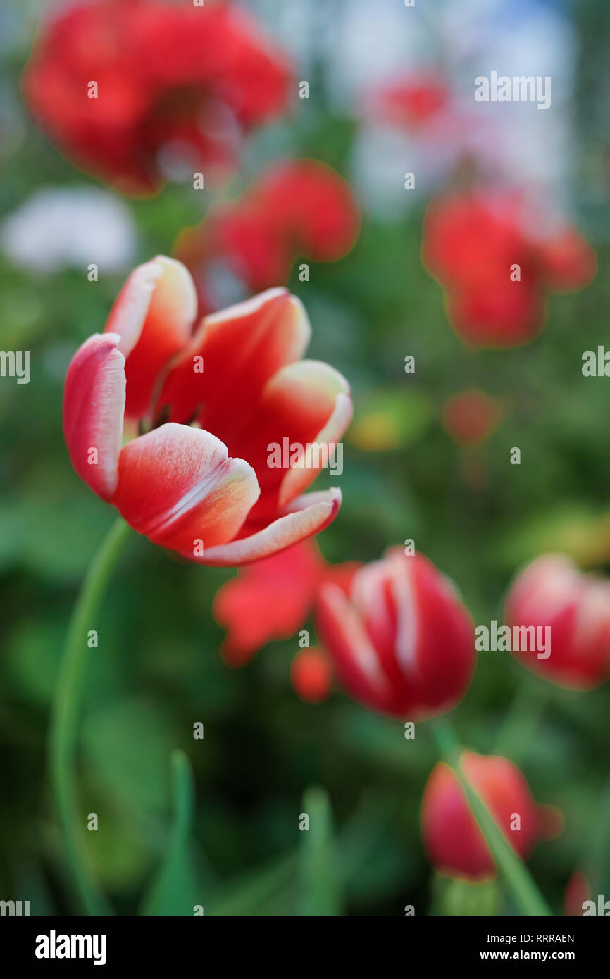 Closed up red tulip in botanical garden Stock Photo - Alamy