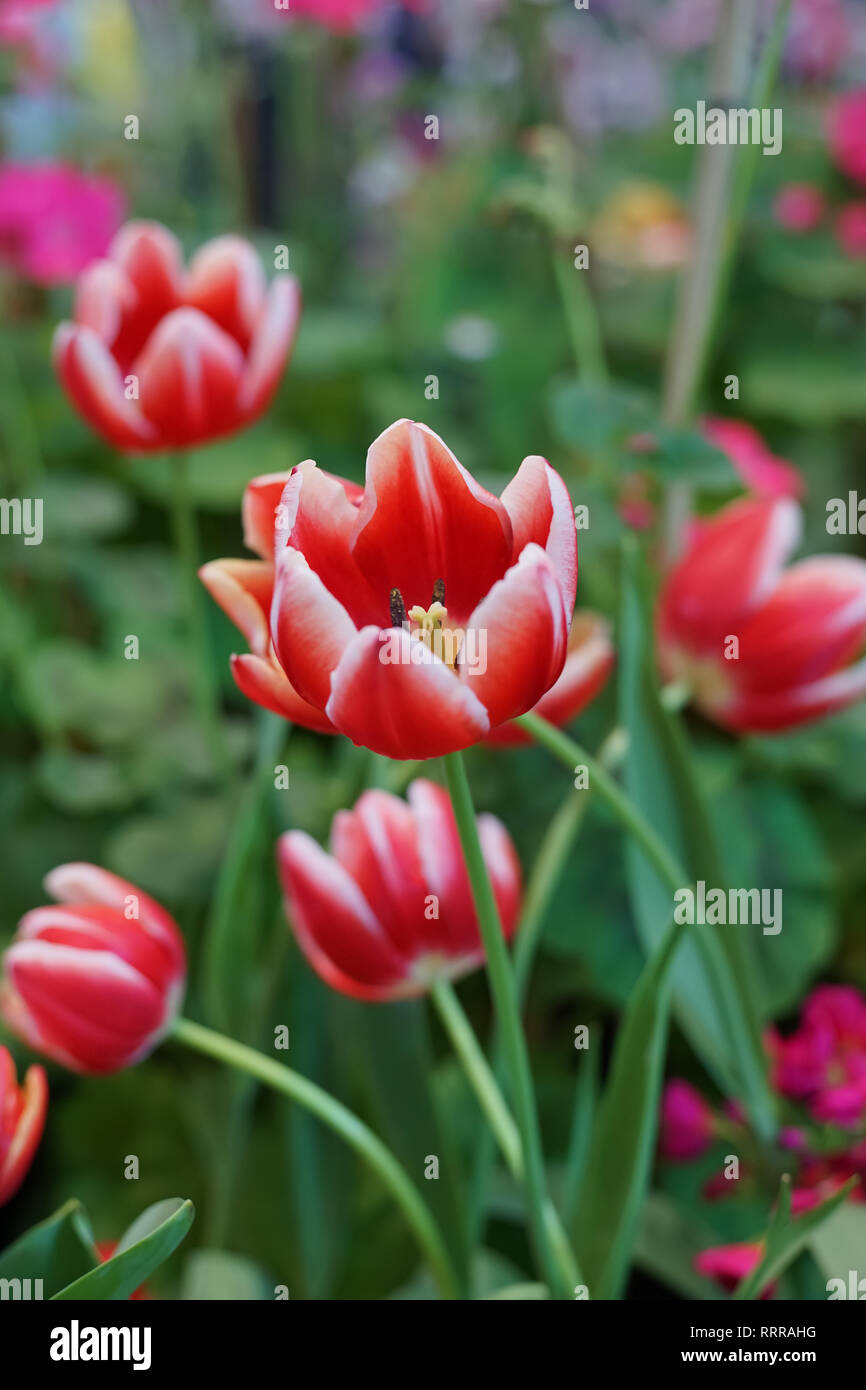Red tulip up close hi-res stock photography and images - Alamy