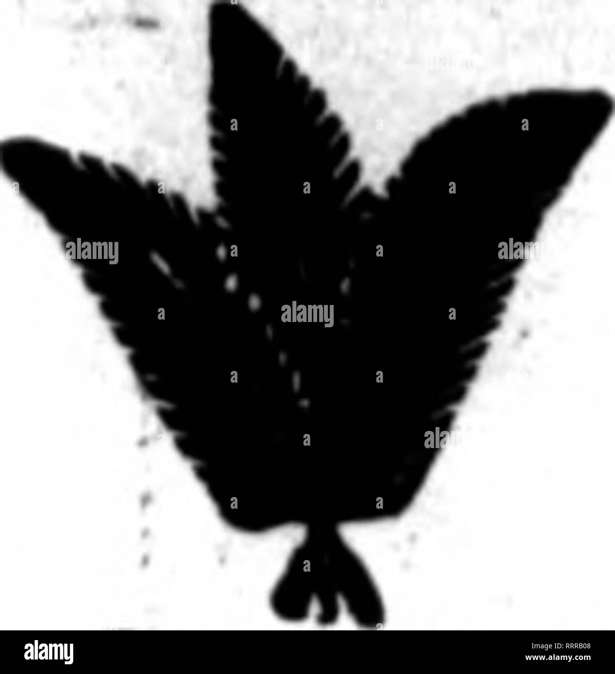 28th june 1915 hi-res stock photography and images - Alamy