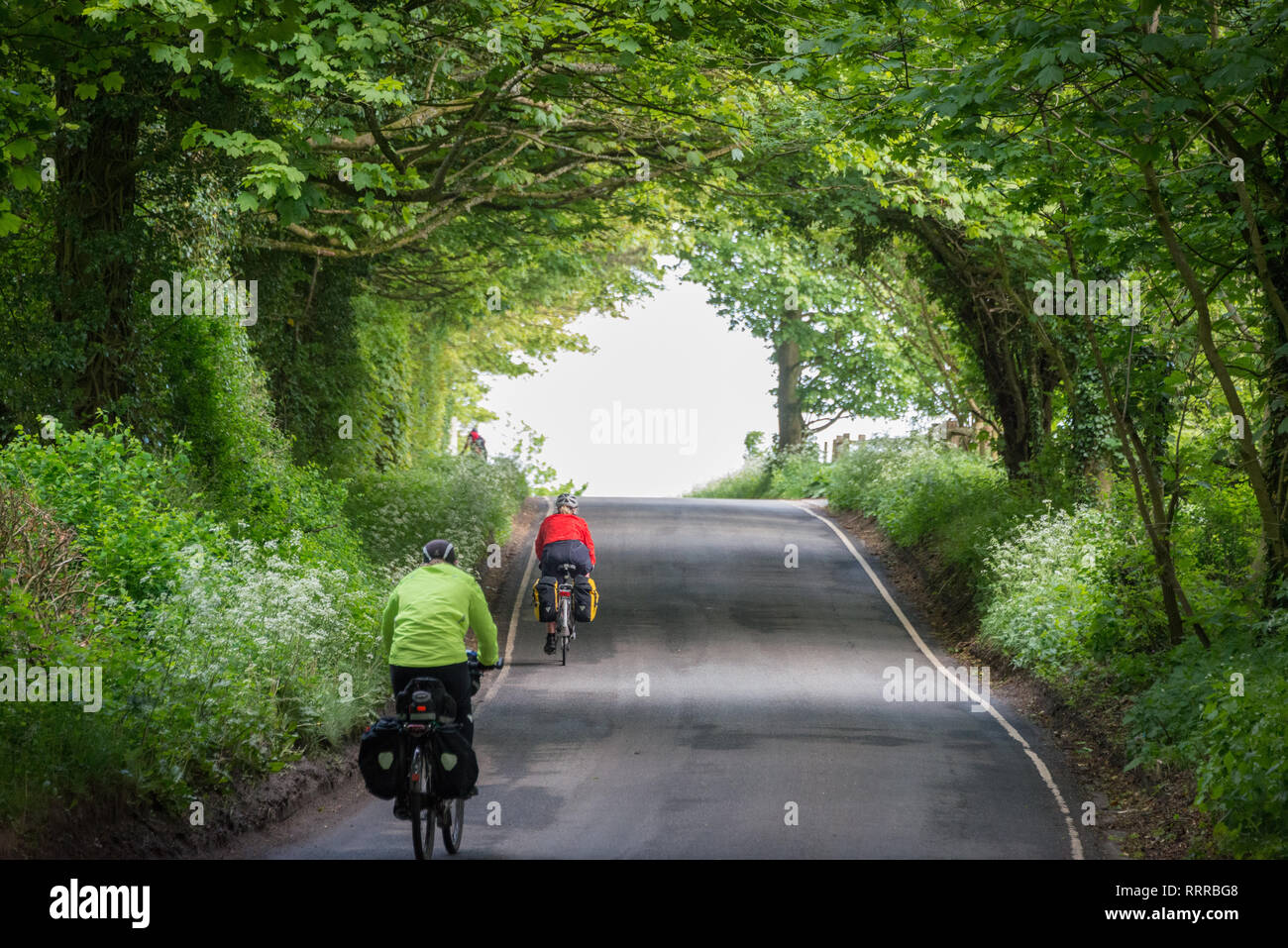 Cycling road trees hi-res stock photography and images - Alamy