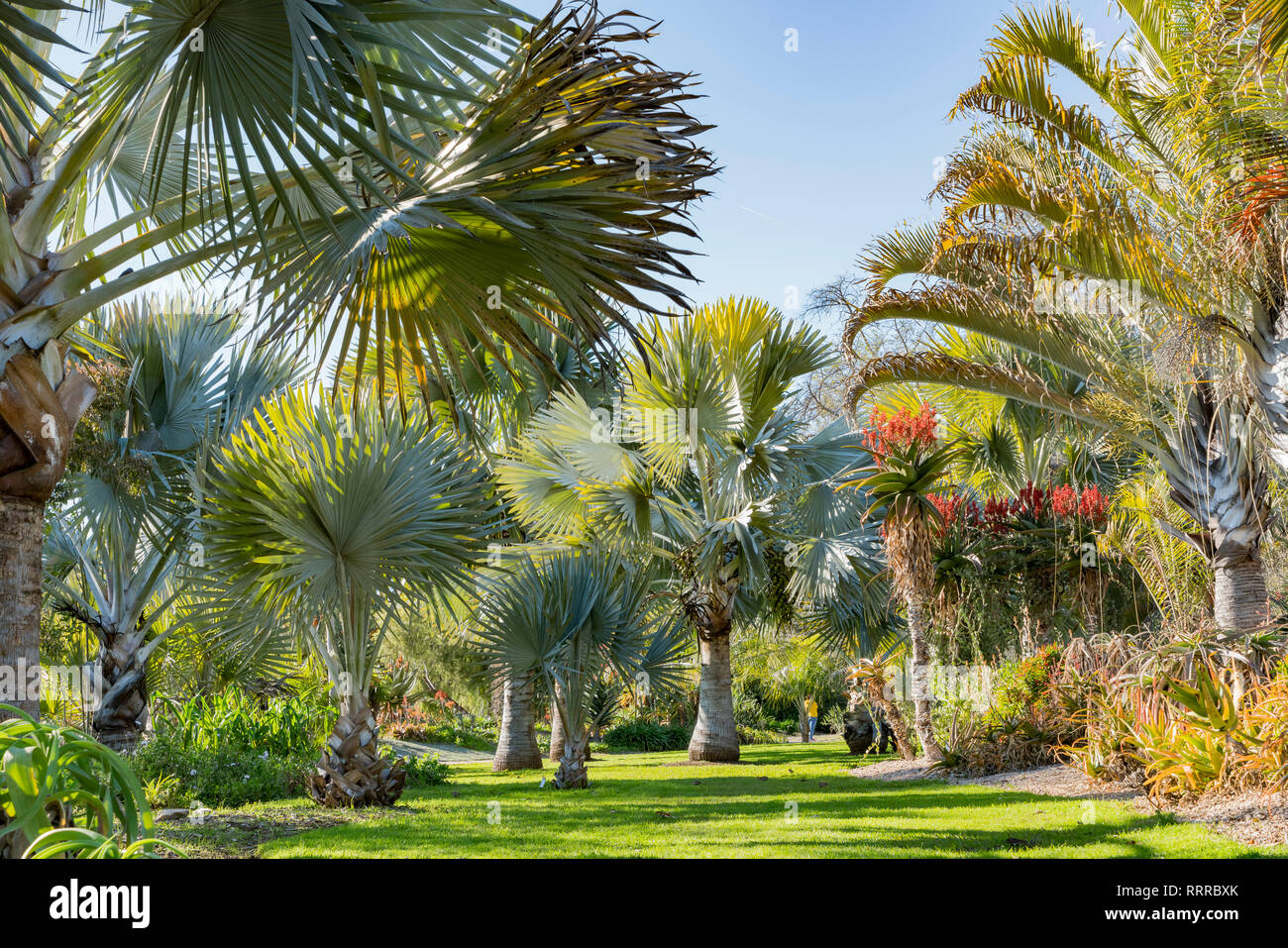 Nature landscape with trees at Los Angeles, California Stock Photo - Alamy