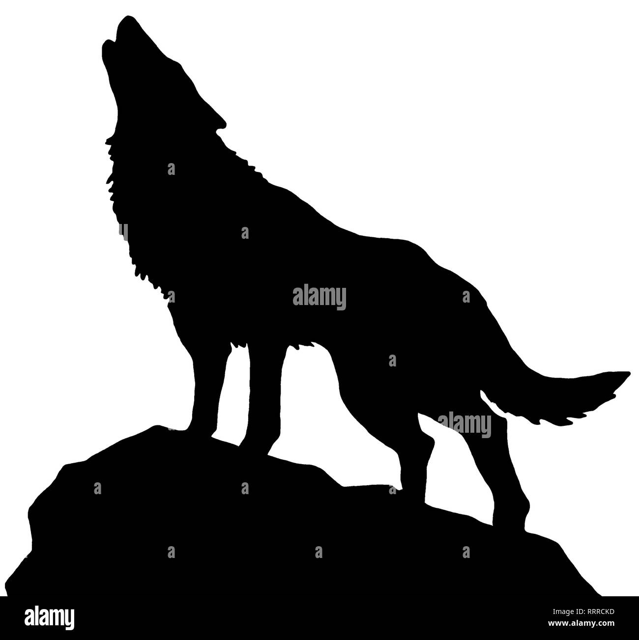 Wolf Howling Black and White Stock Photos & Images - Alamy