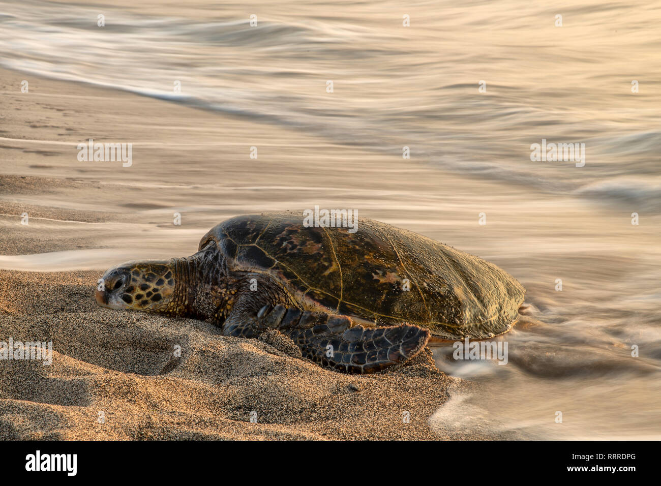 South Pacific, USA, Hawaii, Hawaiian, Island, Big Island, Green turtle ...