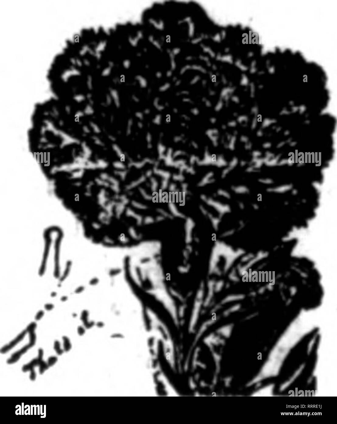 Icarnation Black and White Stock Photos & Images - Alamy