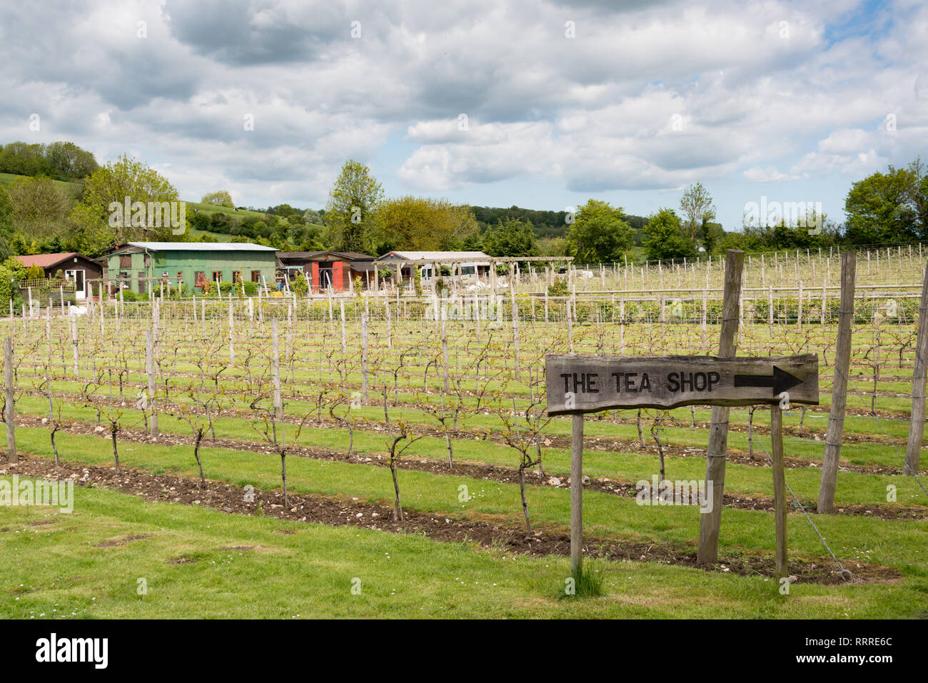 Kent vineyard hi-res stock photography and images - Alamy