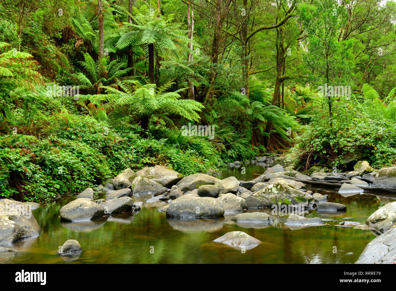 Oceania, Australia, Australian, Down Under, Victoria, Great Otway ...
