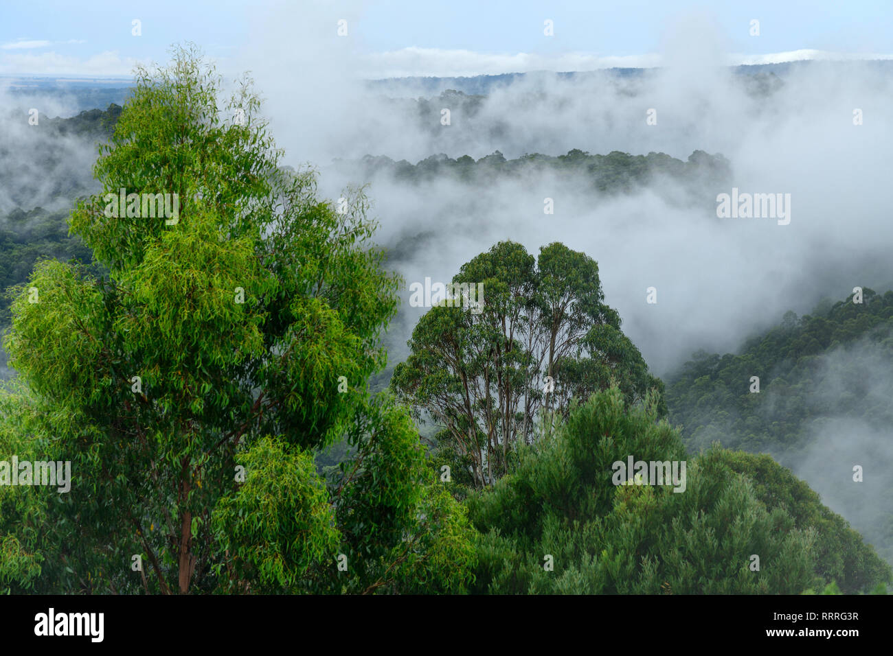 Oceania, Australia, Australian, Down Under, Victoria, Great Otway ...