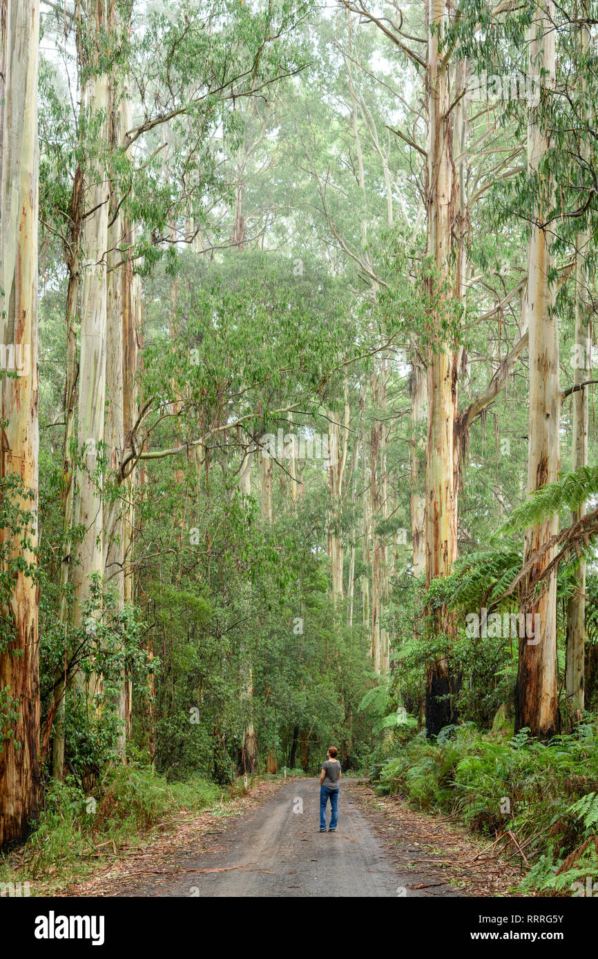 Oceania, Australia, Australian, Down Under, Victoria, Great Otway ...