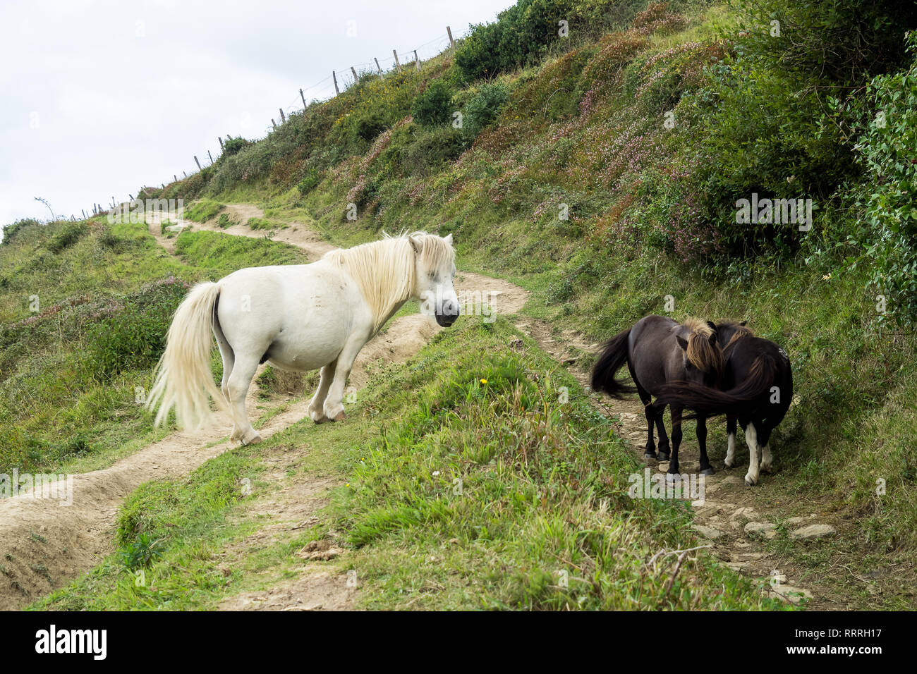The Acantilado Flysch in Zumaia - Basque Country. Flysch is a sequence ...