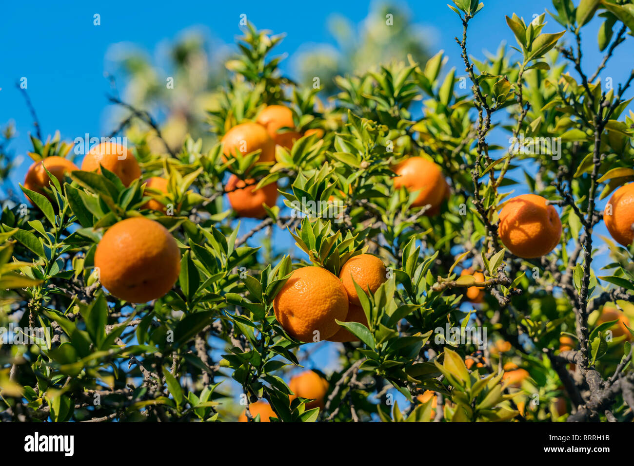 Mature orange hanging on the tree at Los Angeles, California Stock ...