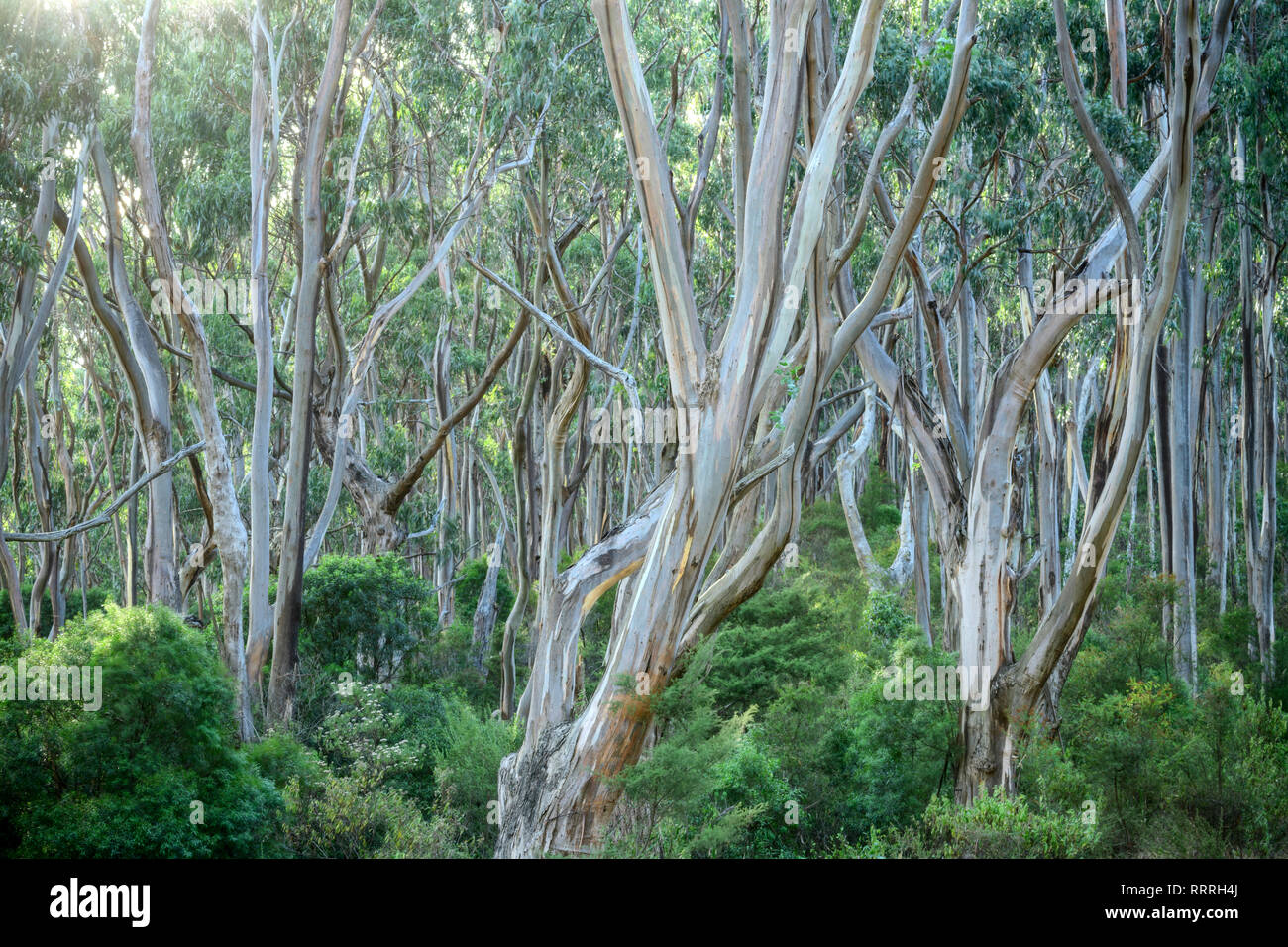 Oceania, Australia, Australian, Down Under, Victoria, Great Otway ...