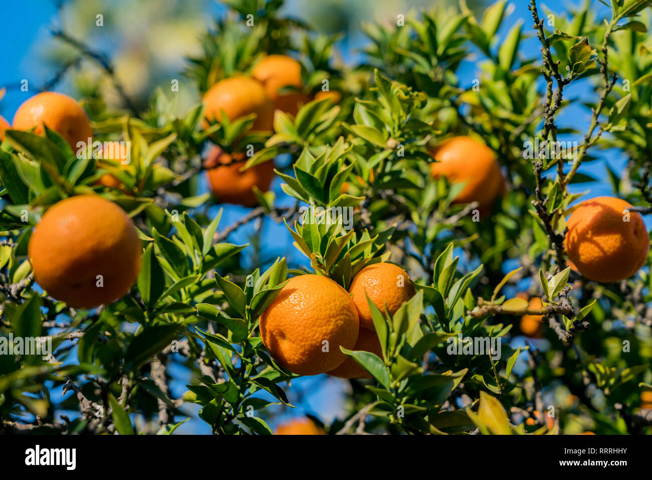 California orange fruit hi-res stock photography and images - Alamy