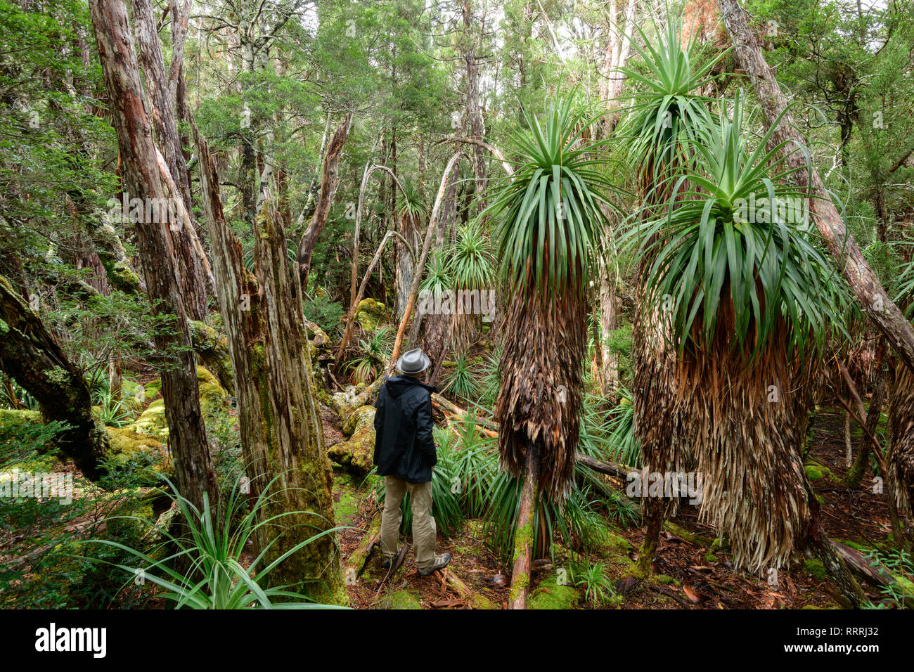 Australia, Australian, Tasmania, Central Highlands, Mount Field ...