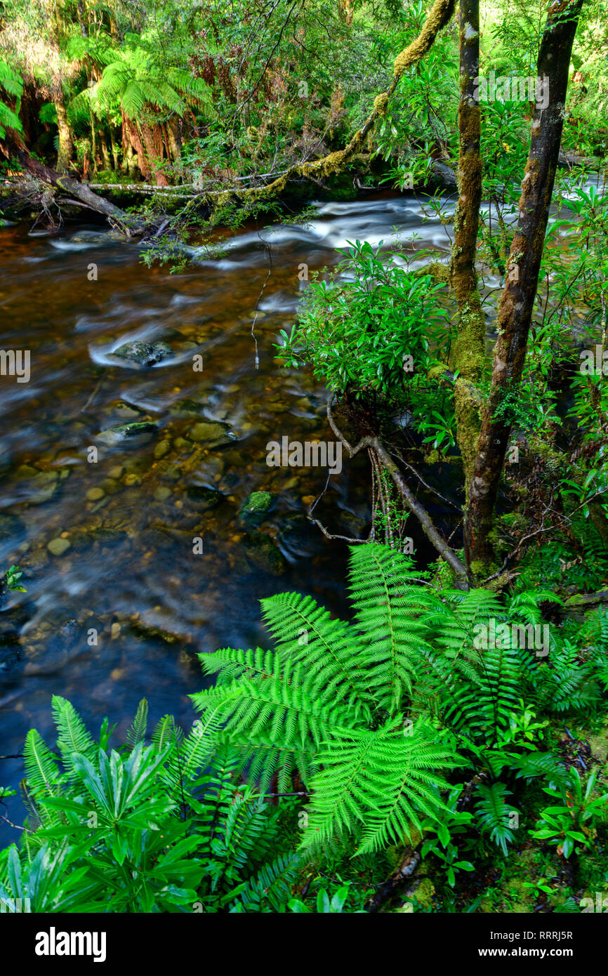 Oceania, Australia, Australian, Tasmania, Gordon Wild Rivers National ...